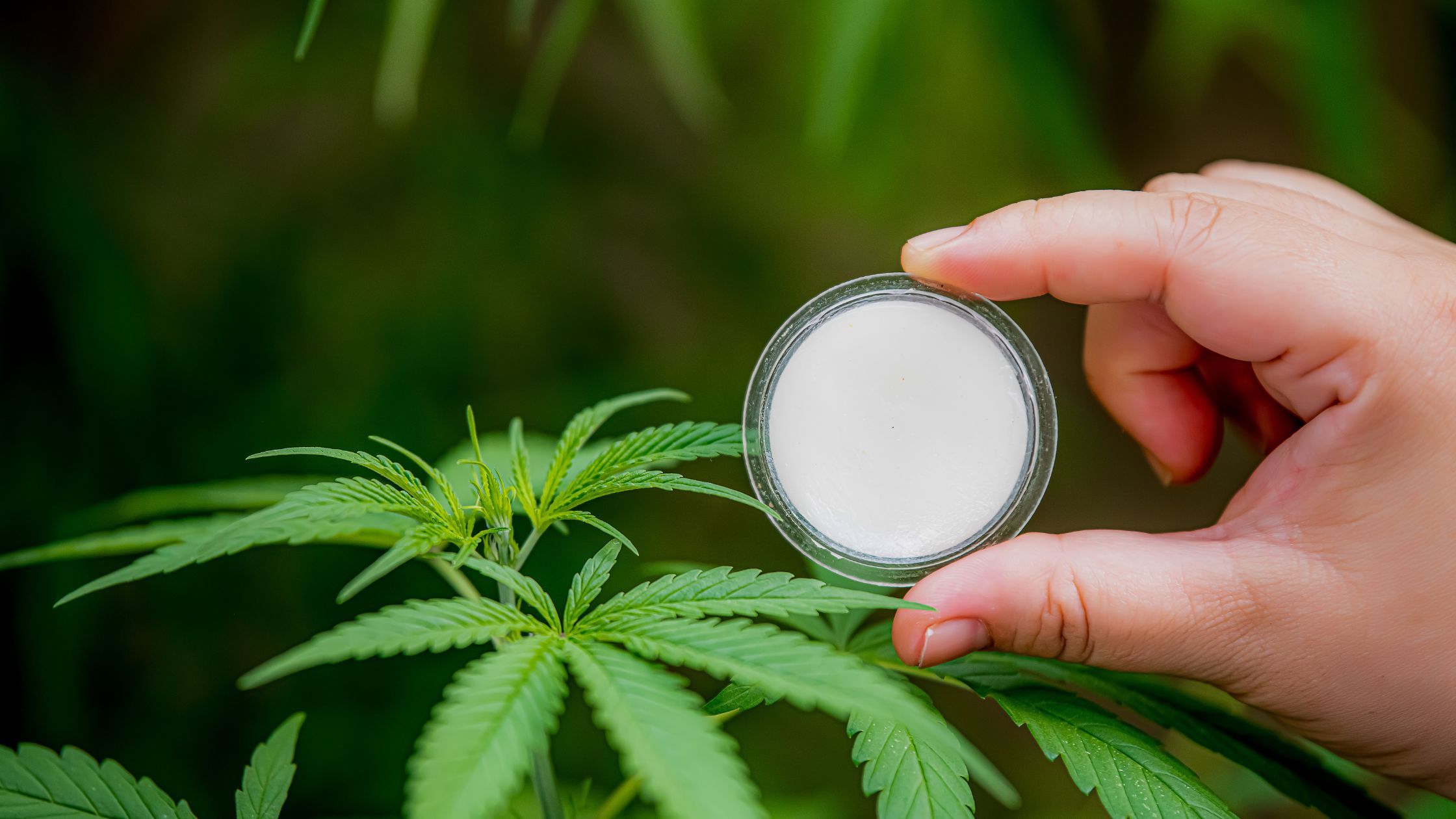 Full Spectrum CBD vs Delta 8 - Bluegrass Hemp Oil